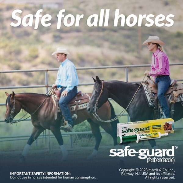 SAFE-GUARD Fenbendazole 10% Paste Horse Dewormer, 25-gm syringe - Chewy.com