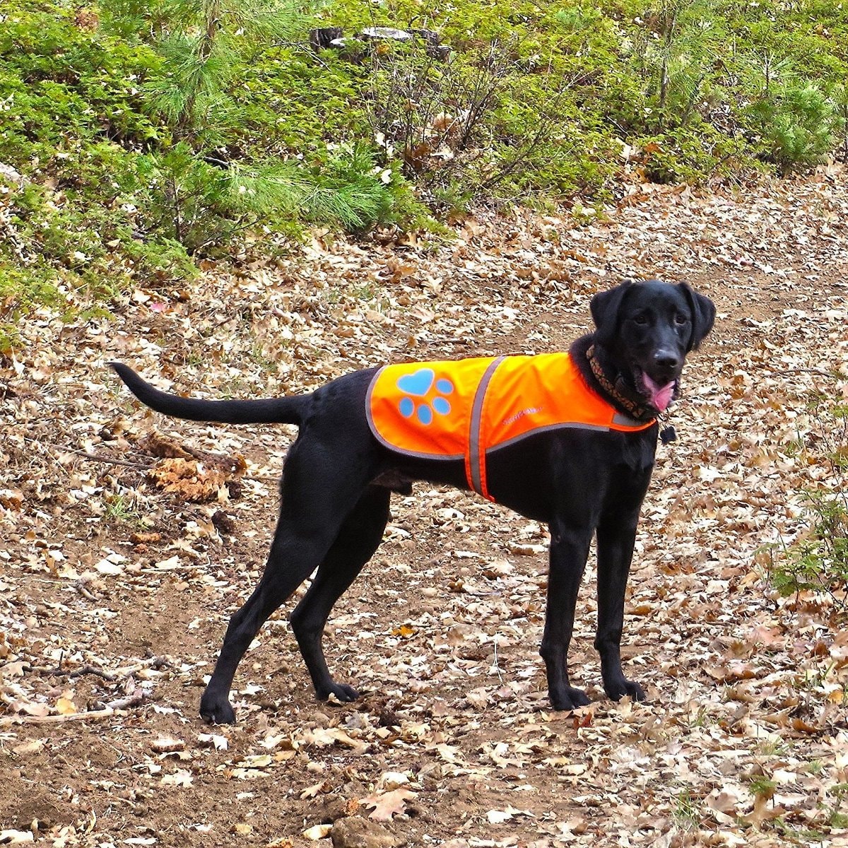 SAFETYPUP XD Reflective Dog Vest, Orange, Large - Chewy.com