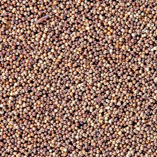 SAN FRANCISCO BAY BRAND Brine Shrimp Eggs Fish Food, 2.75-oz jar ...