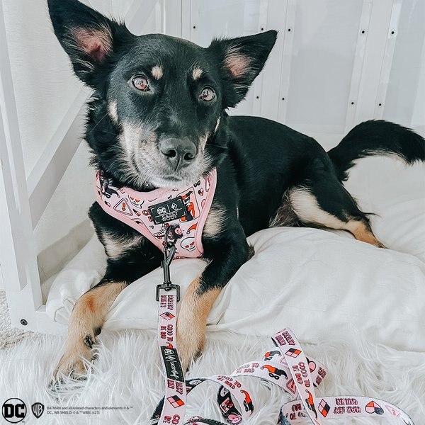 Discontinued - SASSY WOOF Harley Quinn Dog Leash, Pink, 5-ft long, 4/5 ...