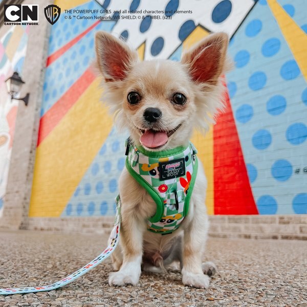 SASSY WOOF Powerpuff Girls Dog Harness, Green, X-Large: 24 to 35-in ...