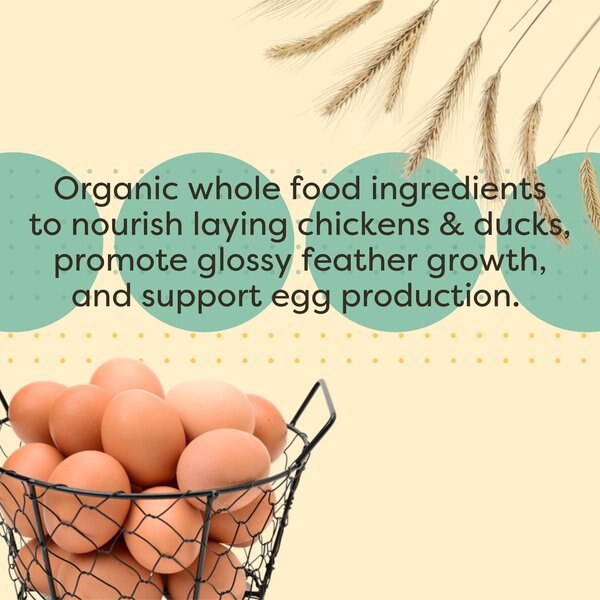 SCRATCH AND PECK FEEDS Organic Chicken & Duck Feed 16% Layer Crumbles ...