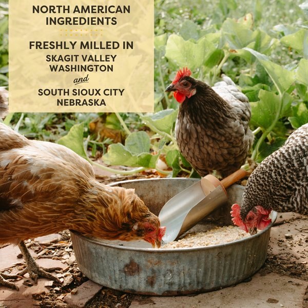 SCRATCH AND PECK FEEDS Organic Chicken & Duck Feed 16% Layer Mash, 10 ...