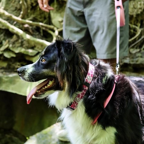 SECUREAWAY Dog Flea Collar Protector, 18-26-in, MultiBone - Chewy.com