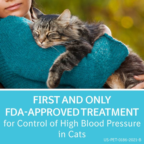 Out of Stock - SEMINTRA (telmisartan) Oral Solution for Cats, 10 mg/mL ...