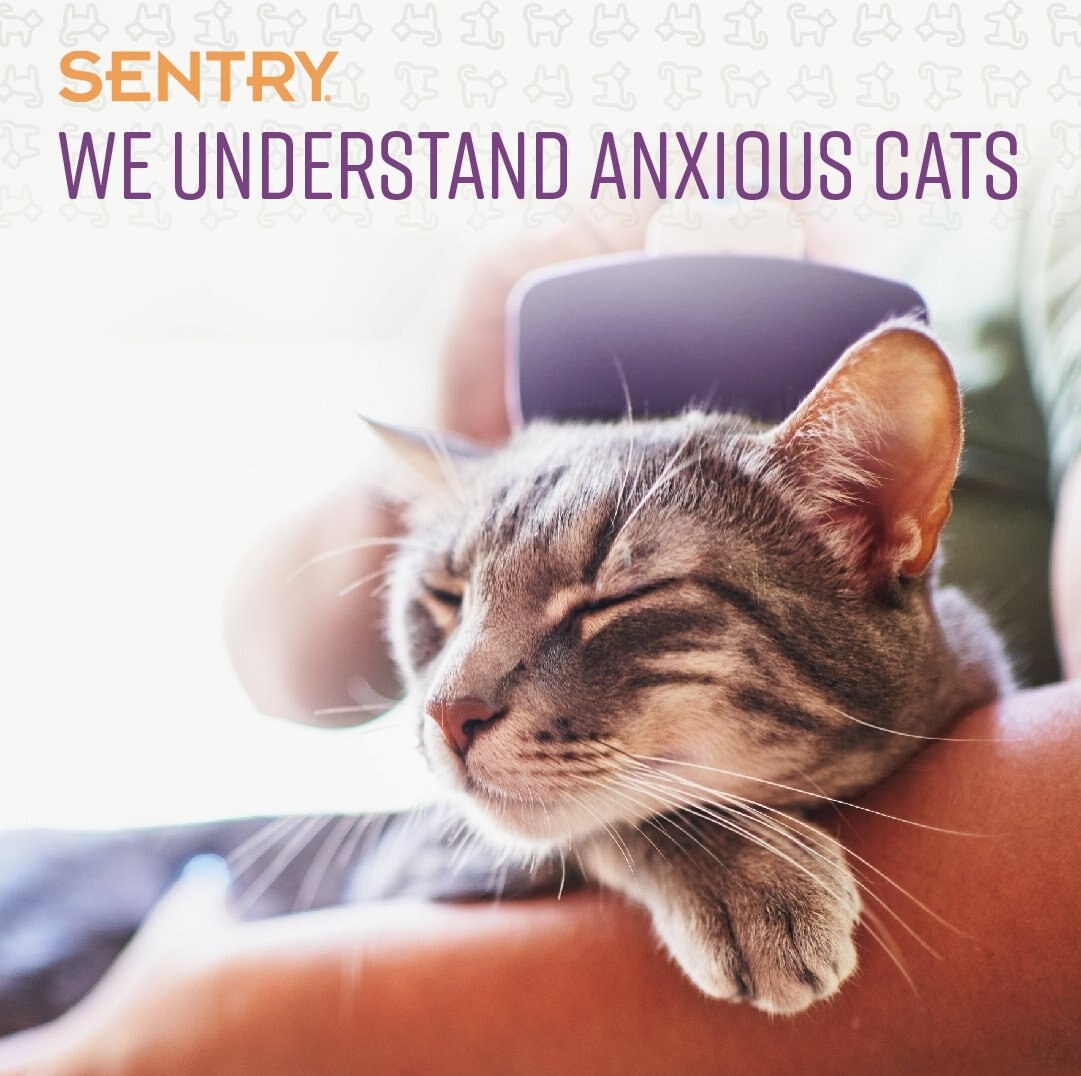 SENTRY Calming Chews Supplement for Cats, 4-oz bag - Chewy.com