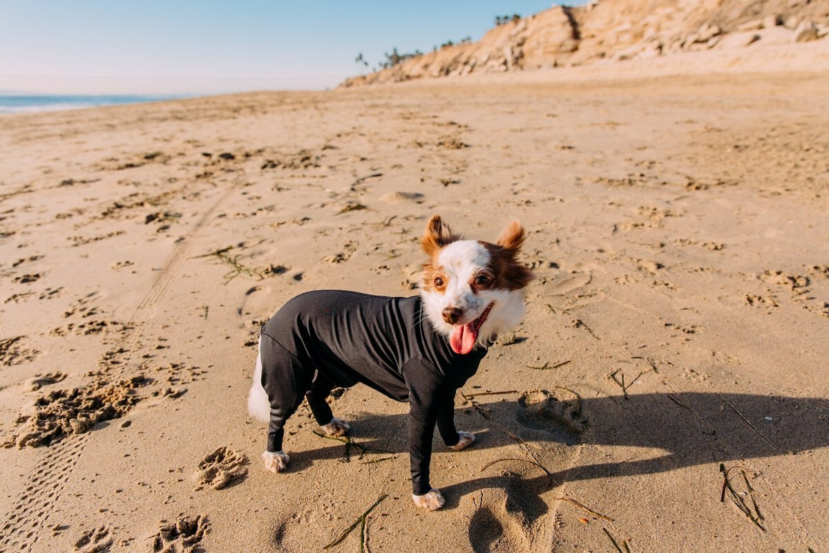 SHED DEFENDER Original Dog Onesie, Black, X-Small - Chewy.com