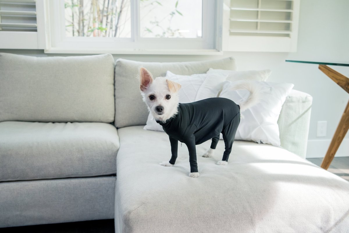 SHED DEFENDER Original Dog Onesie, Black, X-Small - Chewy.com