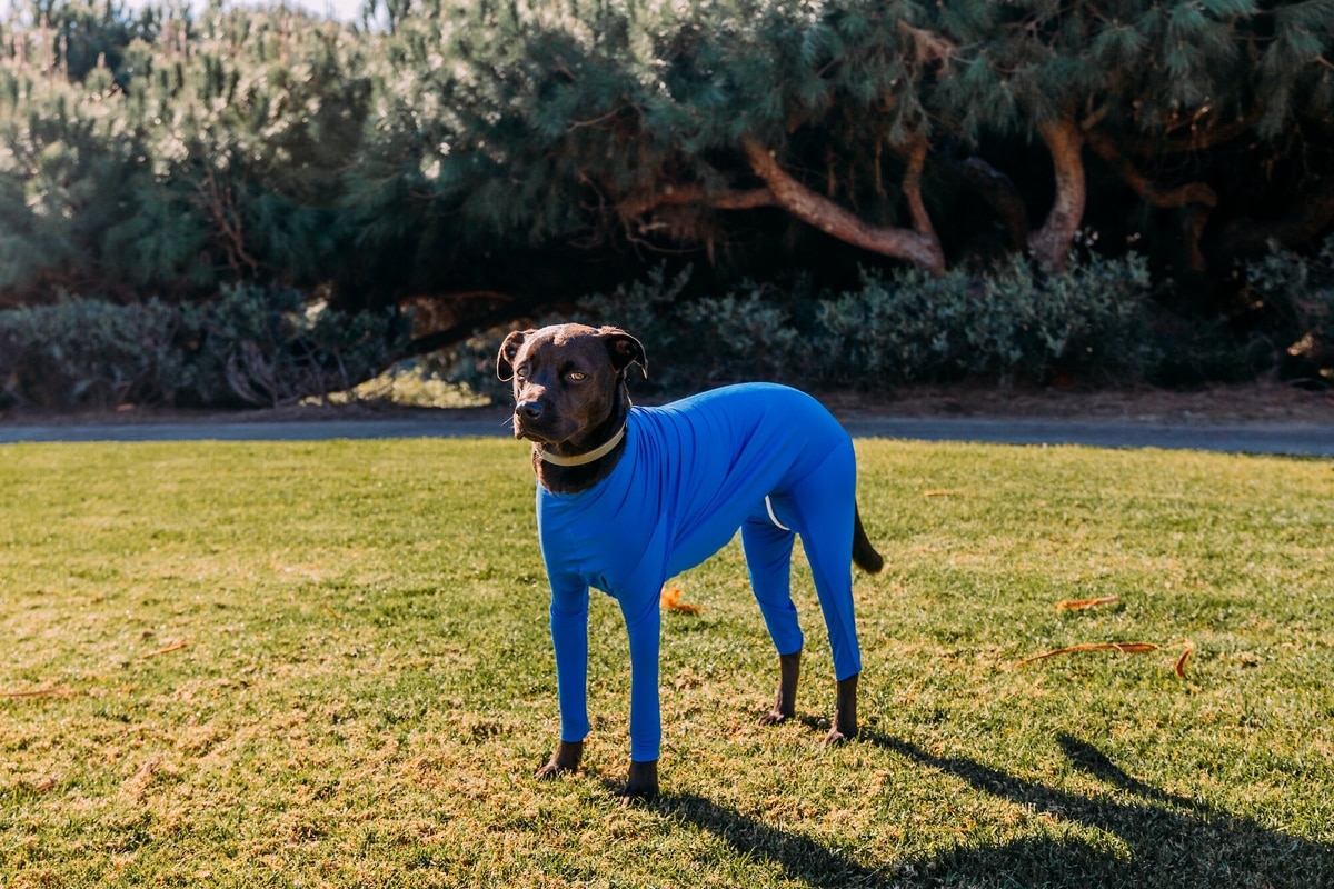SHED DEFENDER Original Dog Onesie, Royal Blue, Large - Chewy.com