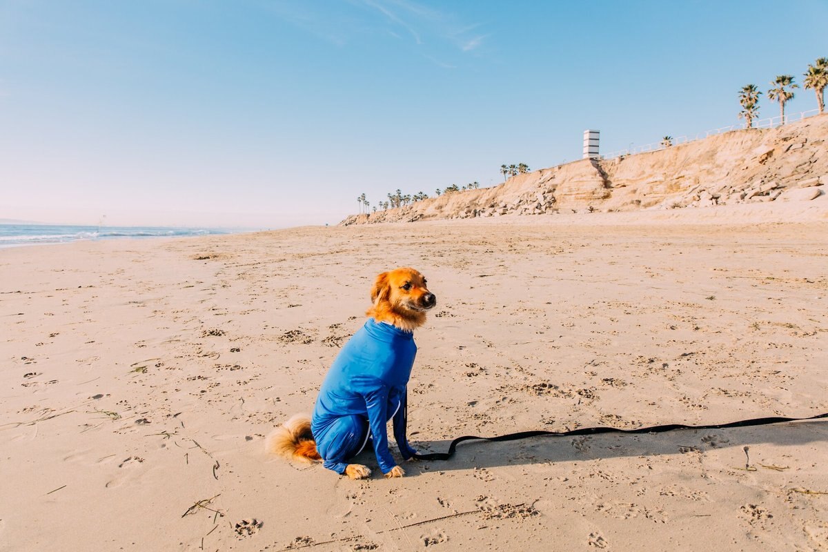 SHED DEFENDER Original Dog Onesie, Royal Blue, Large - Chewy.com