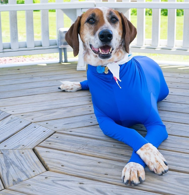 SHED DEFENDER Original Dog Onesie, Royal Blue, Medium - Chewy.com