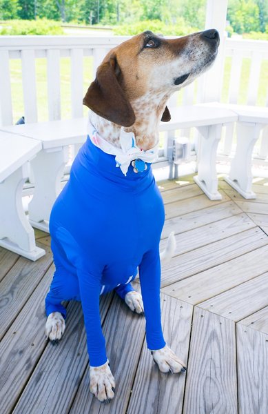 SHED DEFENDER Original Dog Onesie, Royal Blue, Medium - Chewy.com