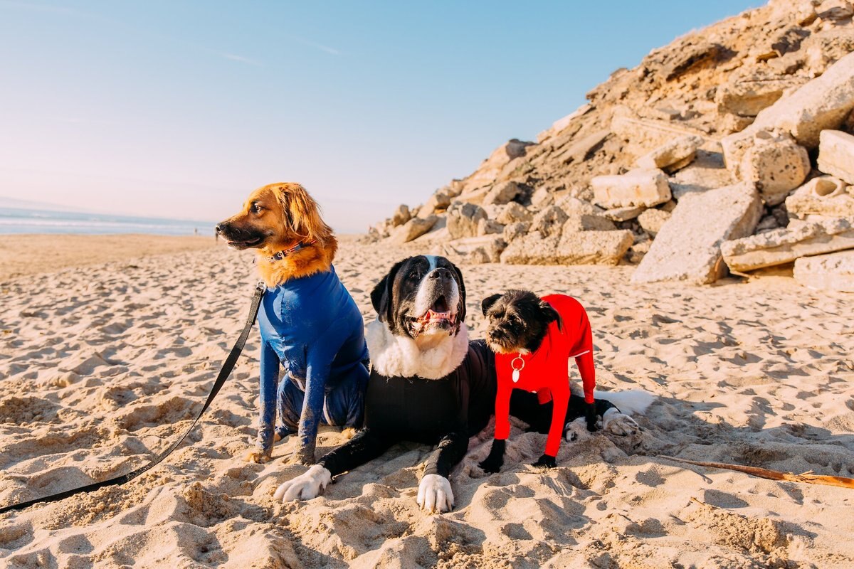 SHED DEFENDER Original Dog Onesie, Royal Blue, Medium - Chewy.com