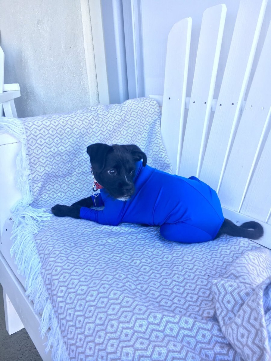 SHED DEFENDER Original Dog Onesie, Royal Blue, X-Small - Chewy.com