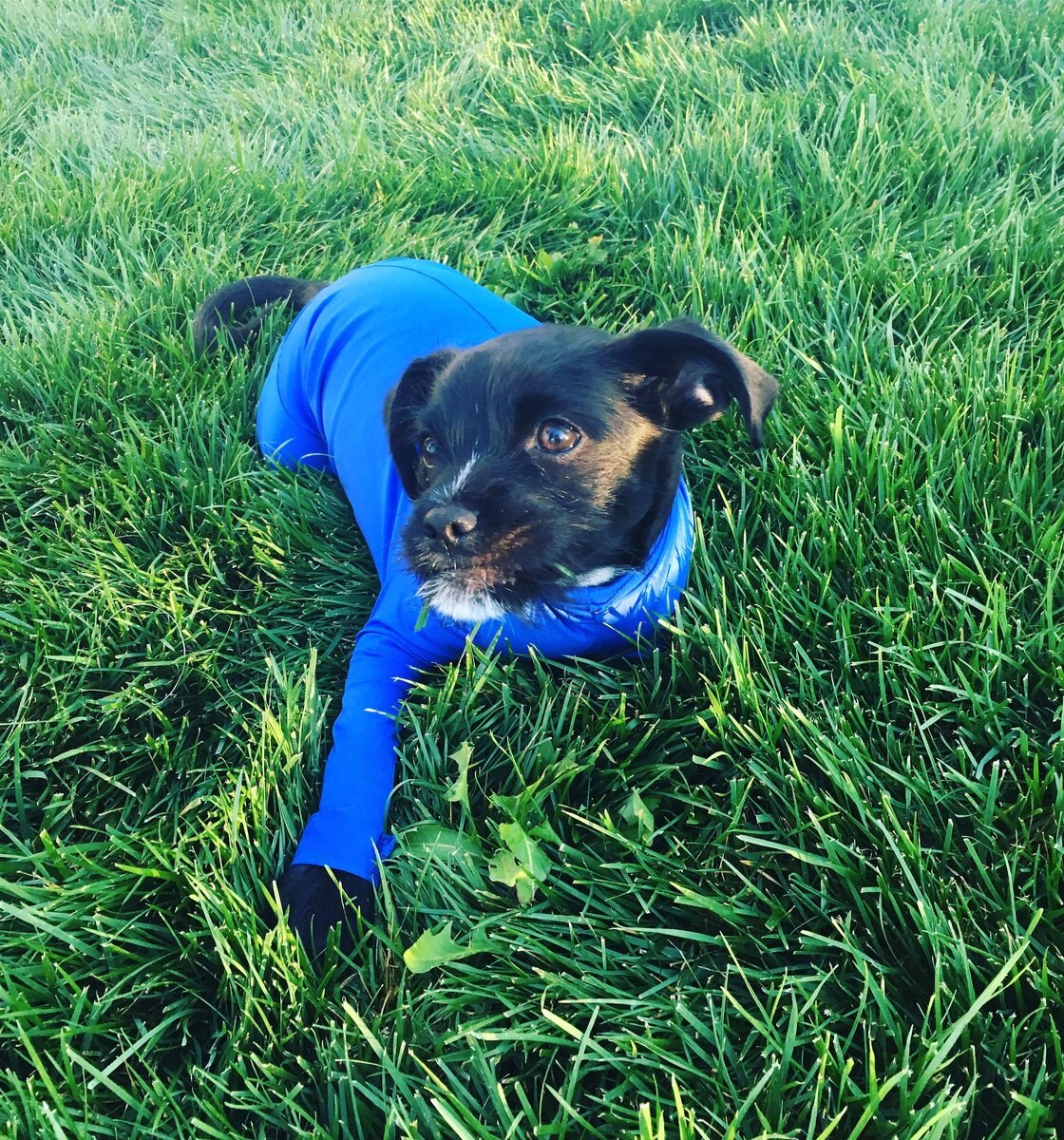 SHED DEFENDER Original Dog Onesie, Royal Blue, X-Small - Chewy.com
