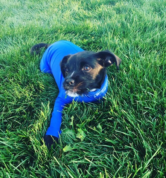 SHED DEFENDER Original Dog Onesie, Royal Blue, X-Small - Chewy.com
