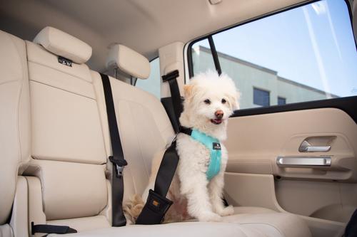 SLEEPYPOD Clickit Sport Plus Car Safety Dog Harness, Olive Green, Small ...