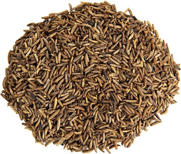 SMALL PET SELECT Grub Bugs Black Soldier Fly Larvae Poultry Feed, 2-lb ...