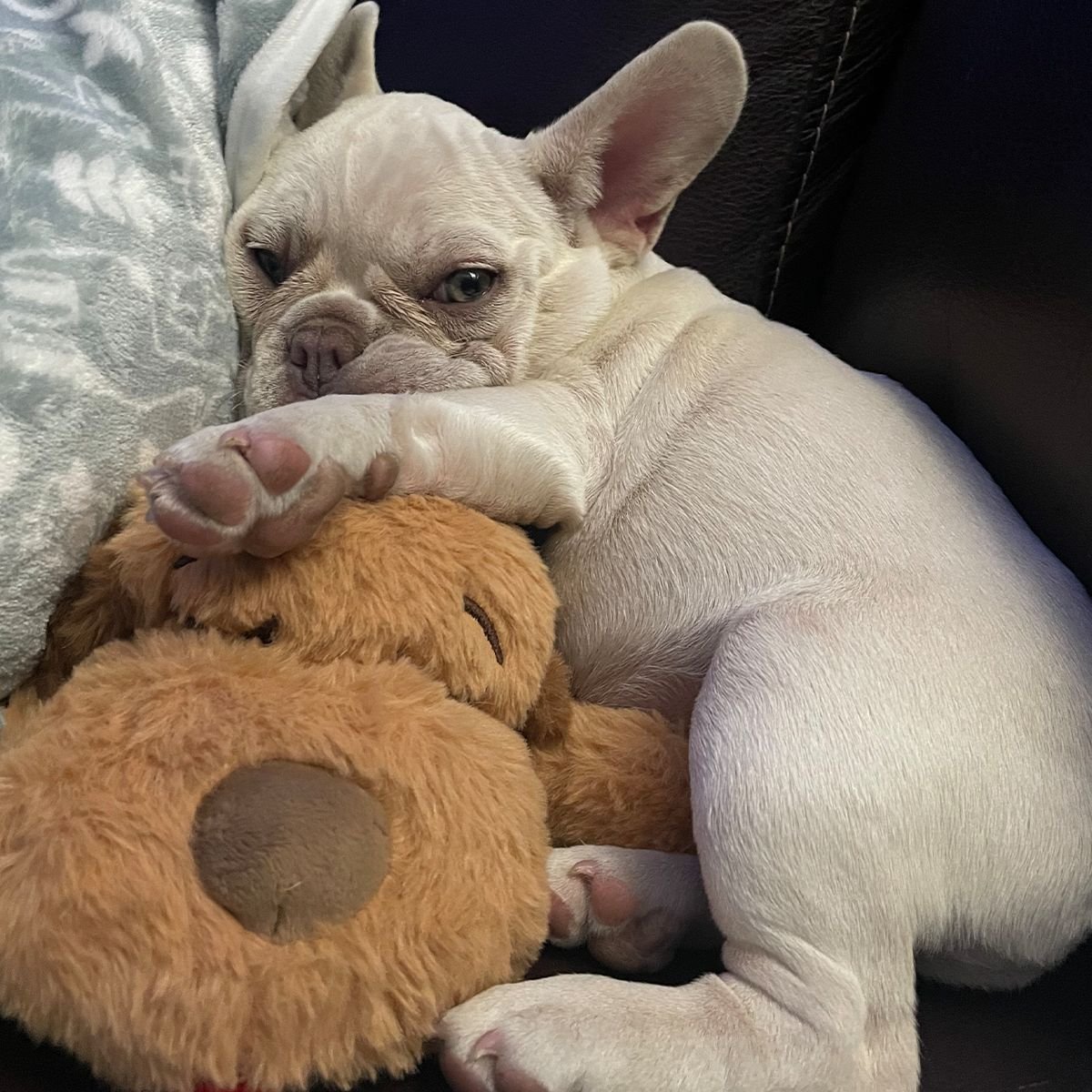 SMART PET LOVE Snuggle Puppy Comfortable Beginnings New Puppy Starter ...