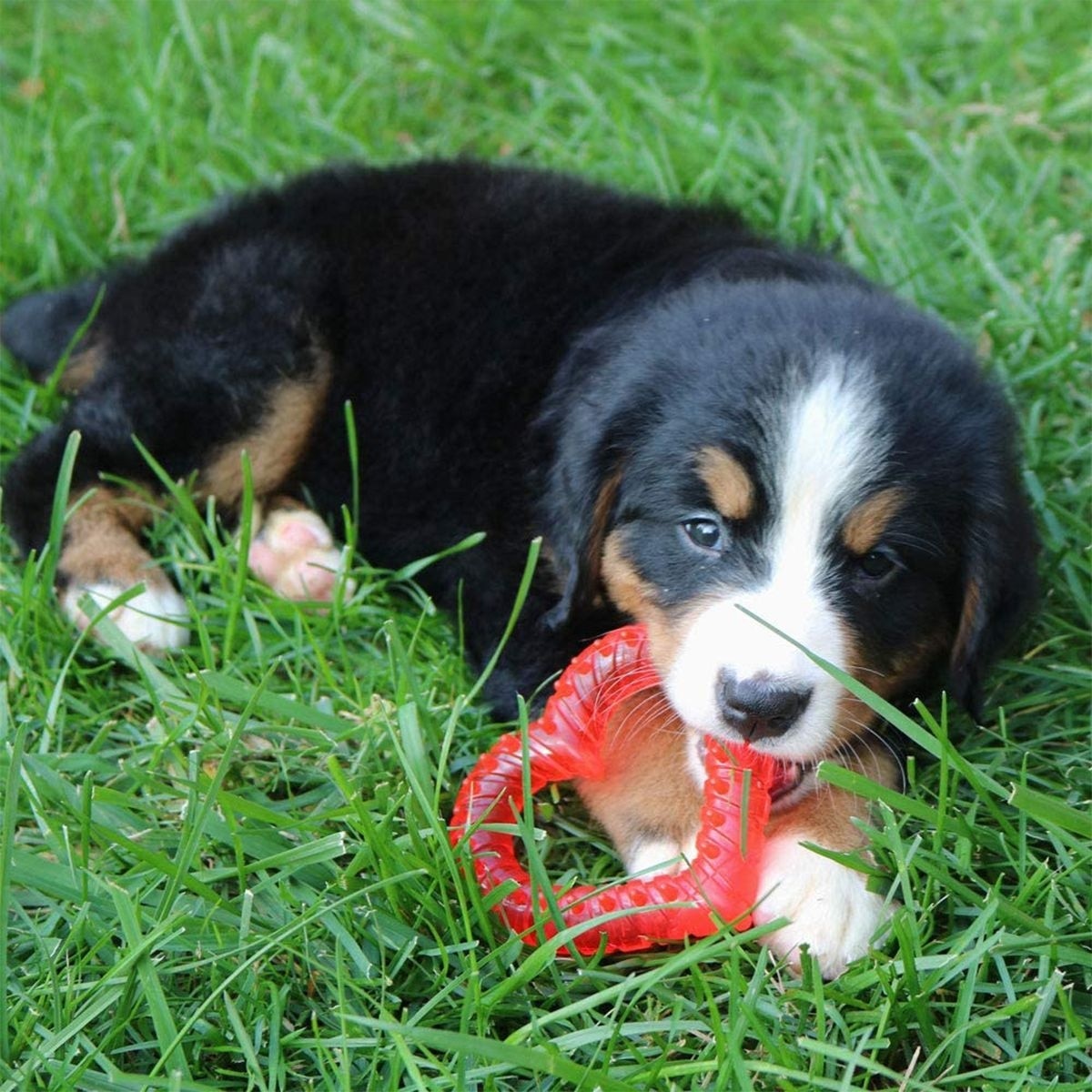 SNUGGLE PUPPY New Puppy Starter Kit Puppy, Blue - Chewy.com