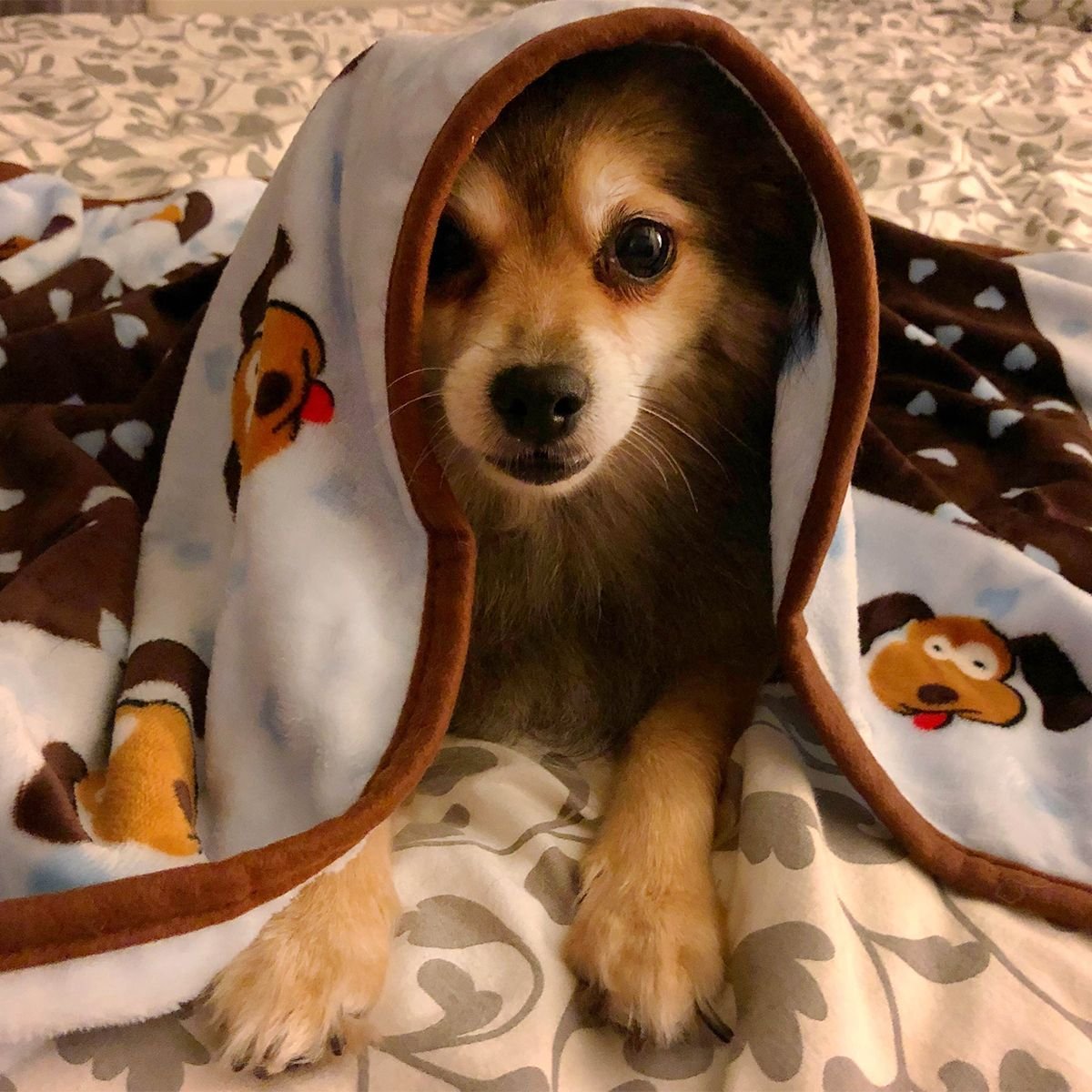 SMART PET LOVE Snuggle Puppy Comfortable Beginnings New Puppy Starter Kit Puppy, Blue - Chewy.com