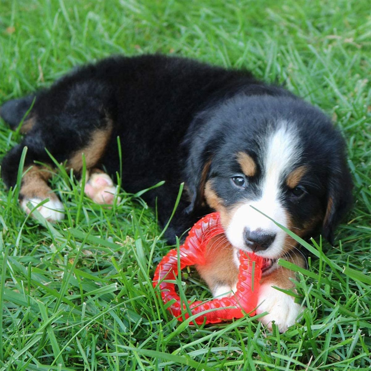 SMART PET LOVE Snuggle Puppy Comfortable Beginnings New Puppy Starter ...