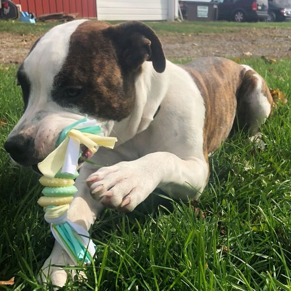 SMART PET LOVE Snuggle Puppy Comfortable Beginnings New Puppy Starter Kit Puppy, Neutral - Chewy.com