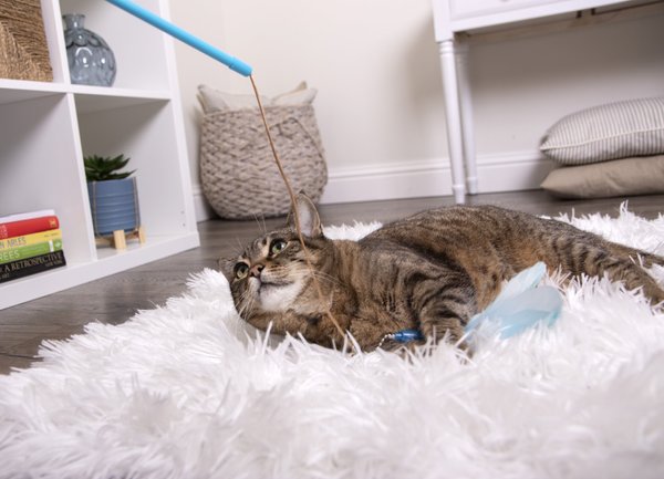 Discontinued - SMARTYKAT Frisky Flyer Feather Wand Cat Toy, 24-in ...