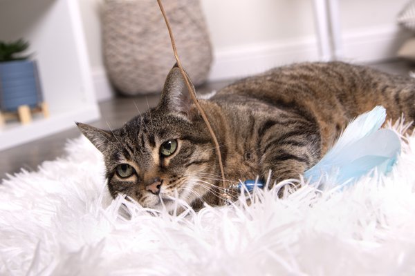 Discontinued - SMARTYKAT Frisky Flyer Feather Wand Cat Toy, 24-in ...