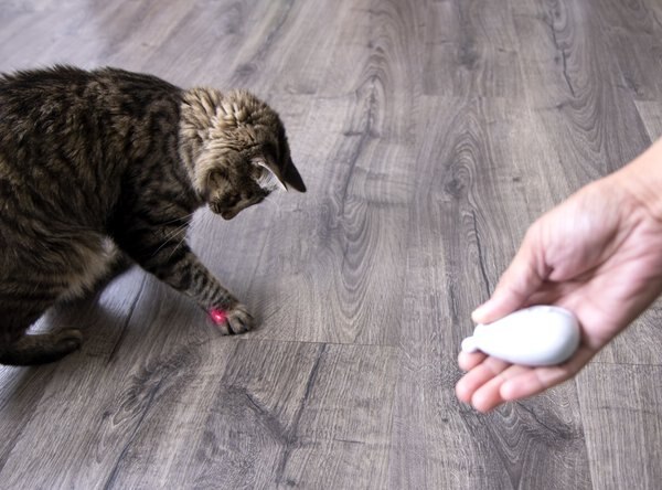 Discontinued - SMARTYKAT Loco Laser Cat Toy, Color Varies - Chewy.com