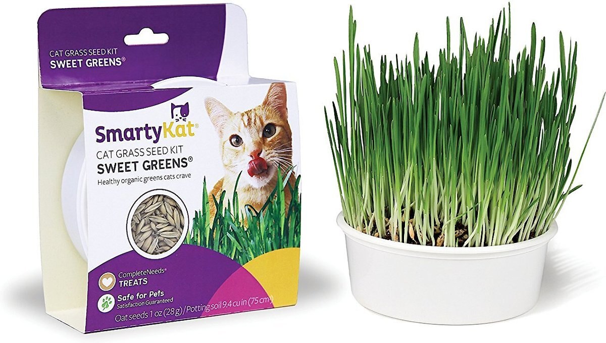 SMARTYKAT Sweet Greens Cat Grass Seed Kit, 1-oz bag - Chewy.com