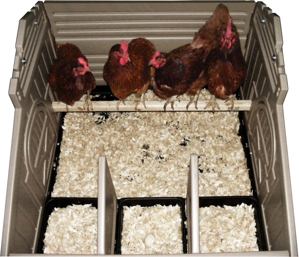 SNAP LOCK Snap Together Chicken Coop, Regular - Chewy.com
