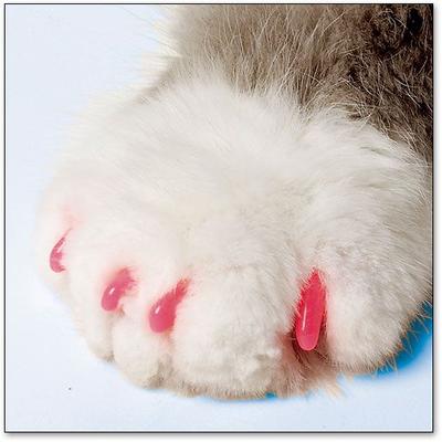 SOFT CLAWS Cat Nail Caps, 40 count, Large, Pink - Chewy.com