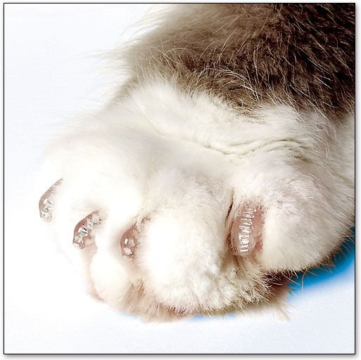 SOFT CLAWS Cat Nail Caps, 40 count, Small, Clear - Chewy.com