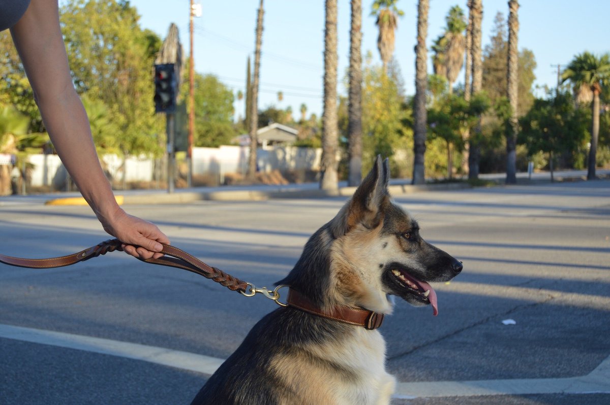 Out of Stock - SOFT TOUCH COLLARS Leather Braided Traffic Handle Dog ...