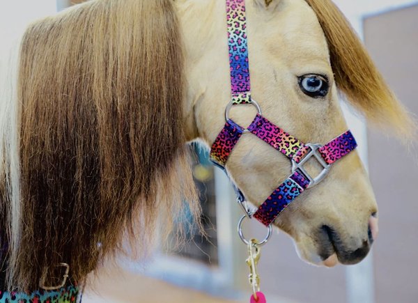 STAR POINT HORSEMANSHIP Mini-Pony-Livestock Printed Halter, Rainbow ...