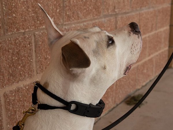 STARMARK Pro-Training Plastic Dog Collar, Large: up to 21-in neck, 1-in ...