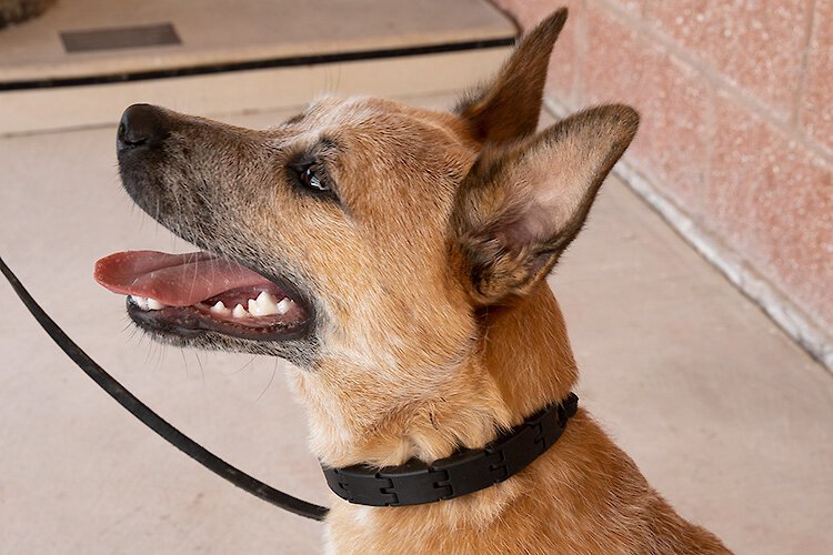 STARMARK Pro-Training Plastic Dog Collar, Small: up to 15-in neck, 3/4 ...