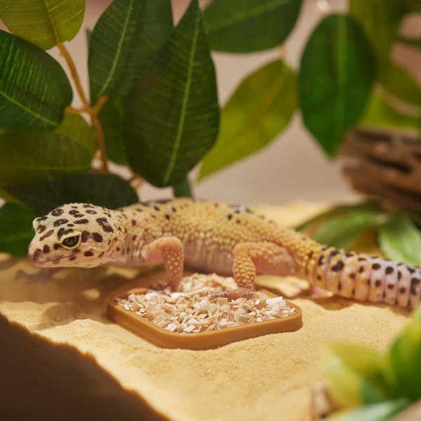 STROODIES Leopard Geckos LitterBox, SandBar Tan, 2-in - Chewy.com