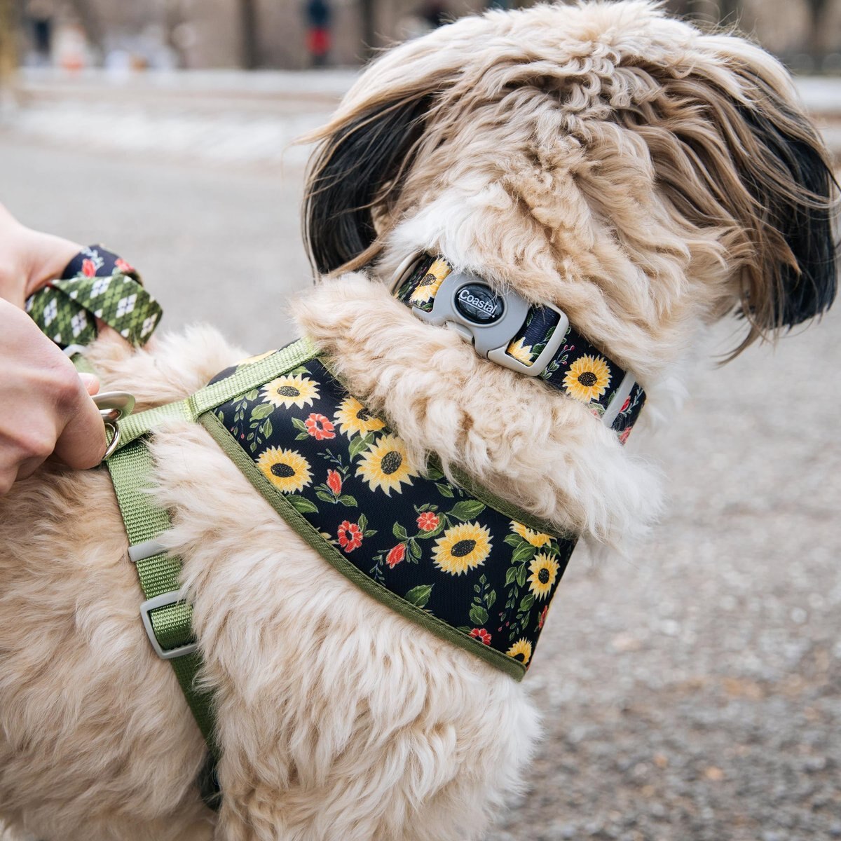 SUBLIME Dog Leash, Sunflower with Green Argyle - Chewy.com