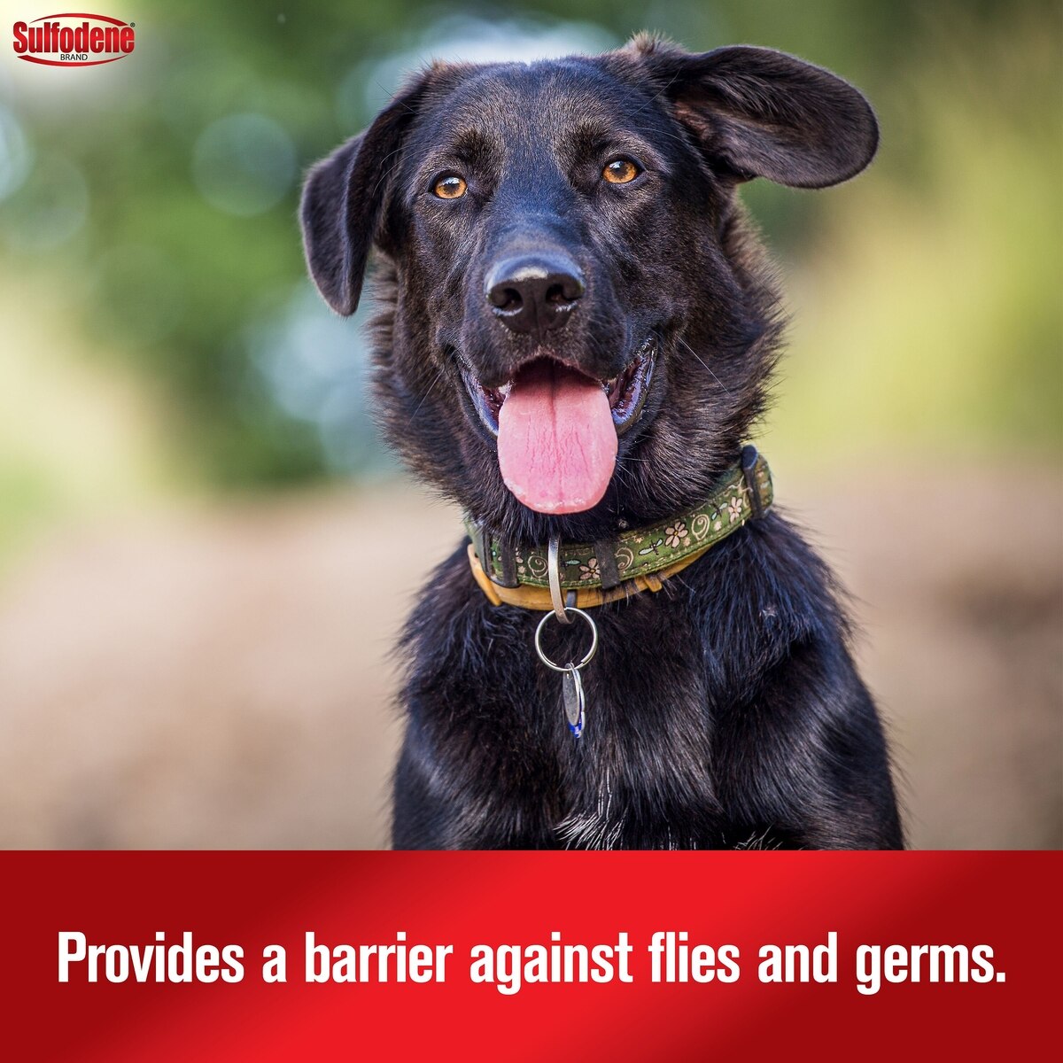 Sulfodene 3-Way Ointment for Dogs | Chewy (Free Shipping)