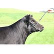 Out of Stock - SULLIVAN SUPPLY Classic Leather Rolled Nose Show Farm ...