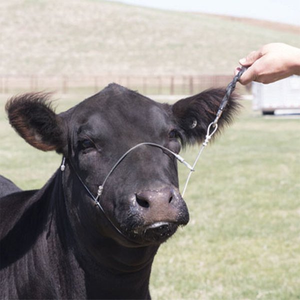 SULLIVAN SUPPLY Streamline Leather Rolled Nose Show Farm Animal Halter ...