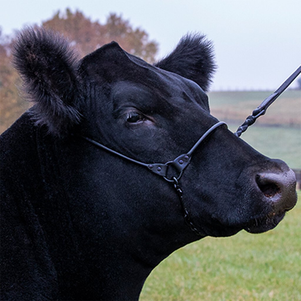 Out of Stock - SULLIVAN SUPPLY Incognito Show Farm Animal Halter, Black ...