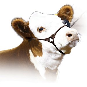 SULLIVAN SUPPLY 1st Class Show Farm Animal Halter, Black, 1,100-1,500 ...