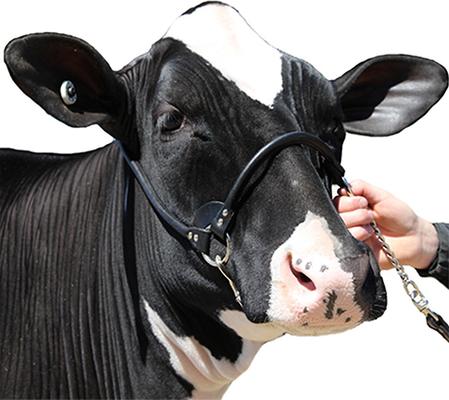 Discontinued - SULLIVAN SUPPLY Streamline Leather Rolled Nose Show Farm ...