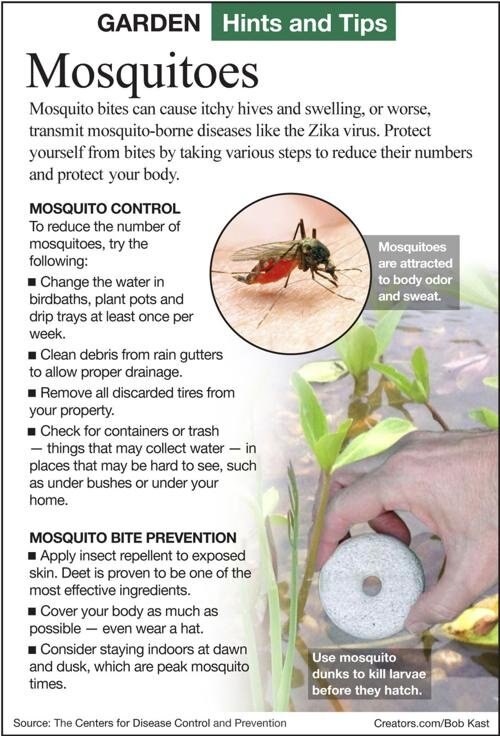 SUMMIT Mosquito Dunks Larvae Control Tablets, 6 count - Chewy.com