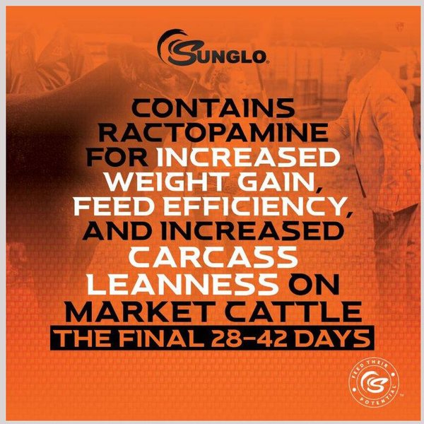 Discontinued - SUNGLO Show Cattle Explosion Show Animal Cattle ...