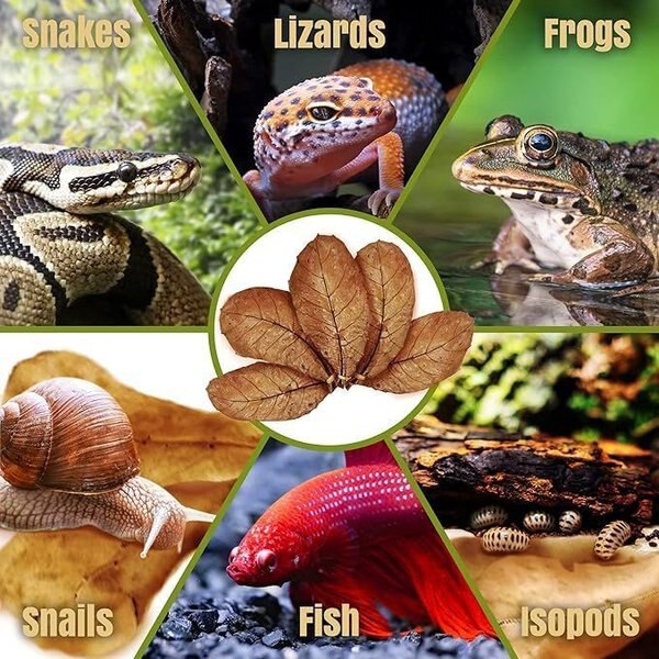 SUNGROW Gecko & Snake Indian Almond Reptile Leaf Litter & Substrate ...