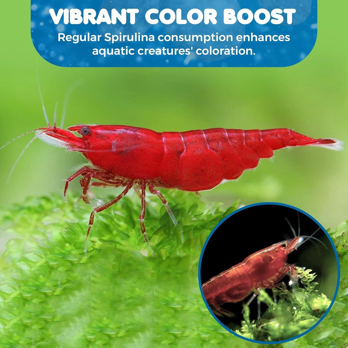 SUNGROW Growth Supplement for Freshwater Aquarium Bottom Feeders ...